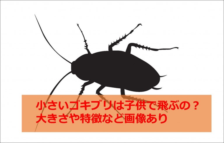 小さいゴキブリは子供で飛ぶの？大きさや特徴など画像あり | 考察ダイアリー