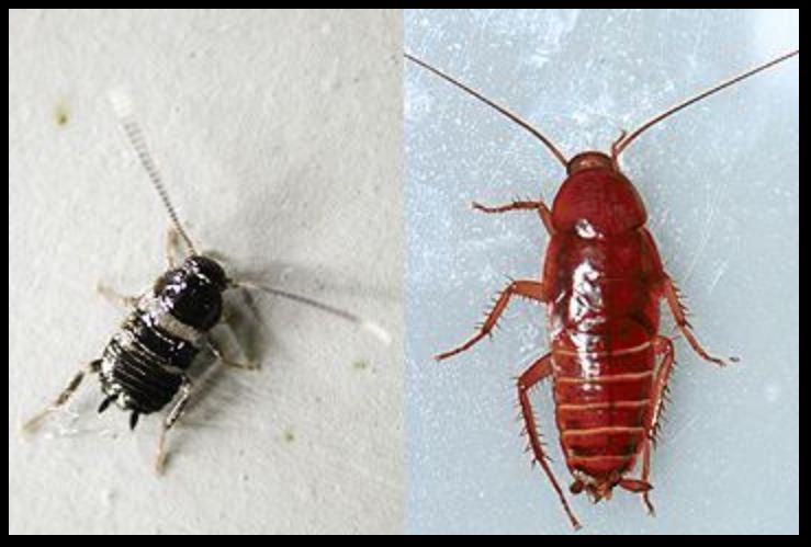 小さいゴキブリは子供で飛ぶの？大きさや特徴など画像あり | 考察ダイアリー